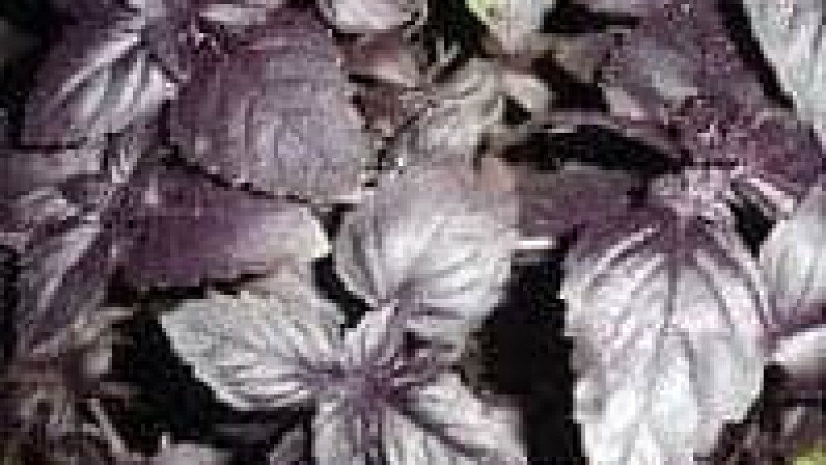 Albahaca Morada: beneficios, usos y sus propiedades