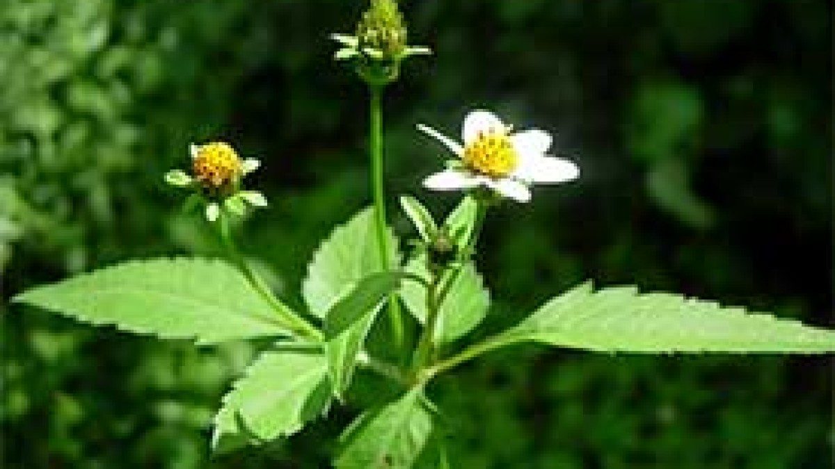 Romerillo: beneficios, usos y sus propiedades