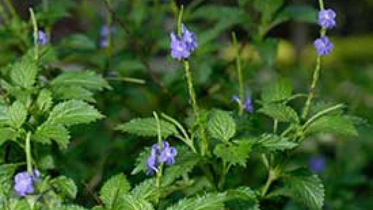 Verbena Cimarrona: beneficios, usos y sus propiedades