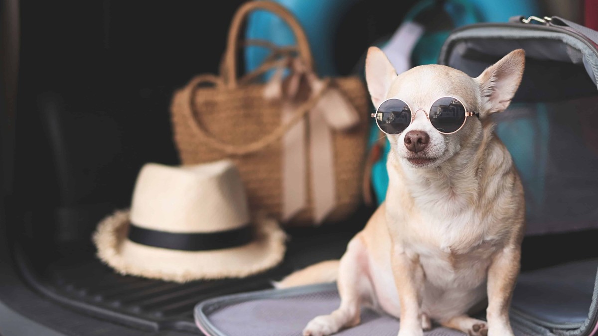 Viajar con mascotas de Cuba a Estados Unidos: ¿Cómo hacerlo en 2024?