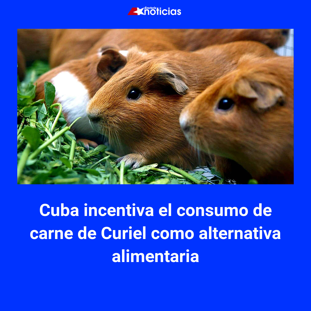 Cuba incentiva el consumo de carne de Curiel como alternativa alimentaria