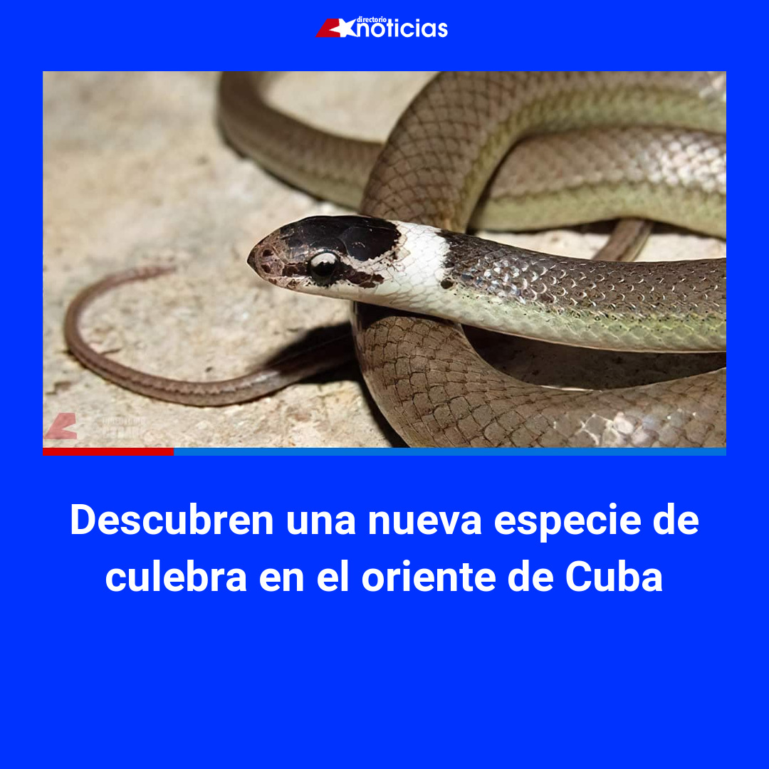 Descubren una nueva especie de culebra en el oriente de Cuba