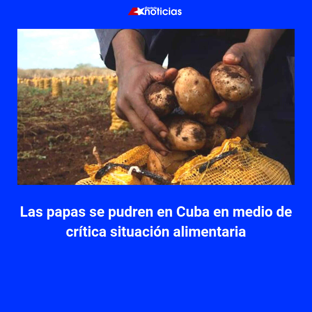 Las papas se pudren en Cuba en medio de crítica situación alimentaria