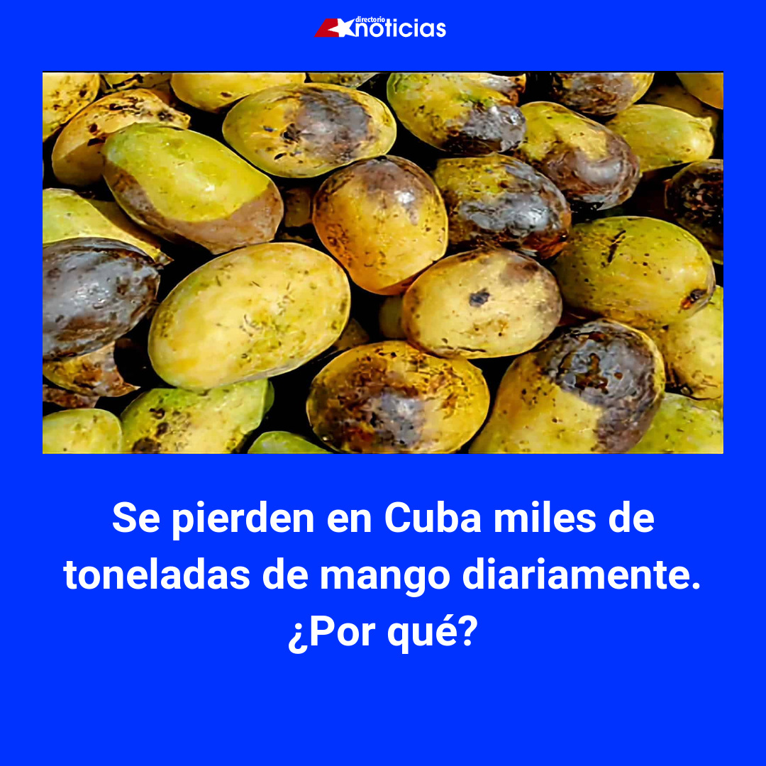 Se pierden en Cuba miles de toneladas de mango diariamente. ¿Por qué?