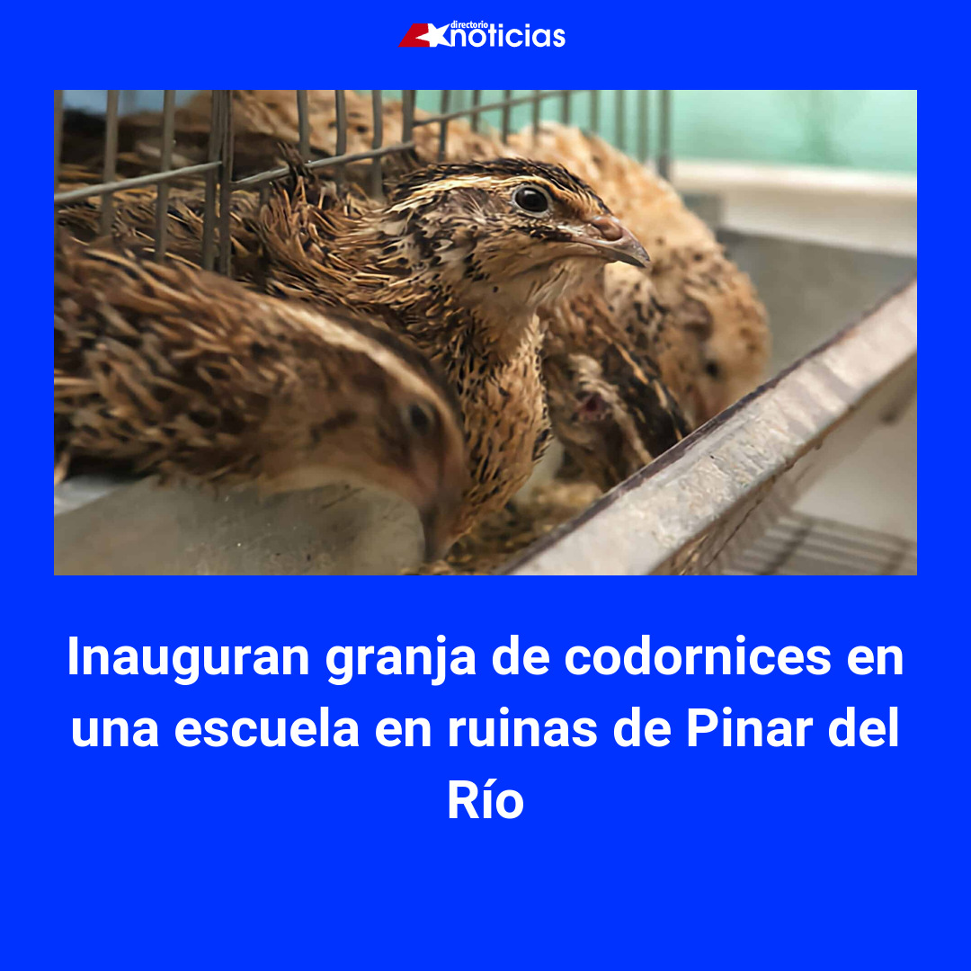 Inauguran granja de codornices en una escuela en ruinas de Pinar del Río