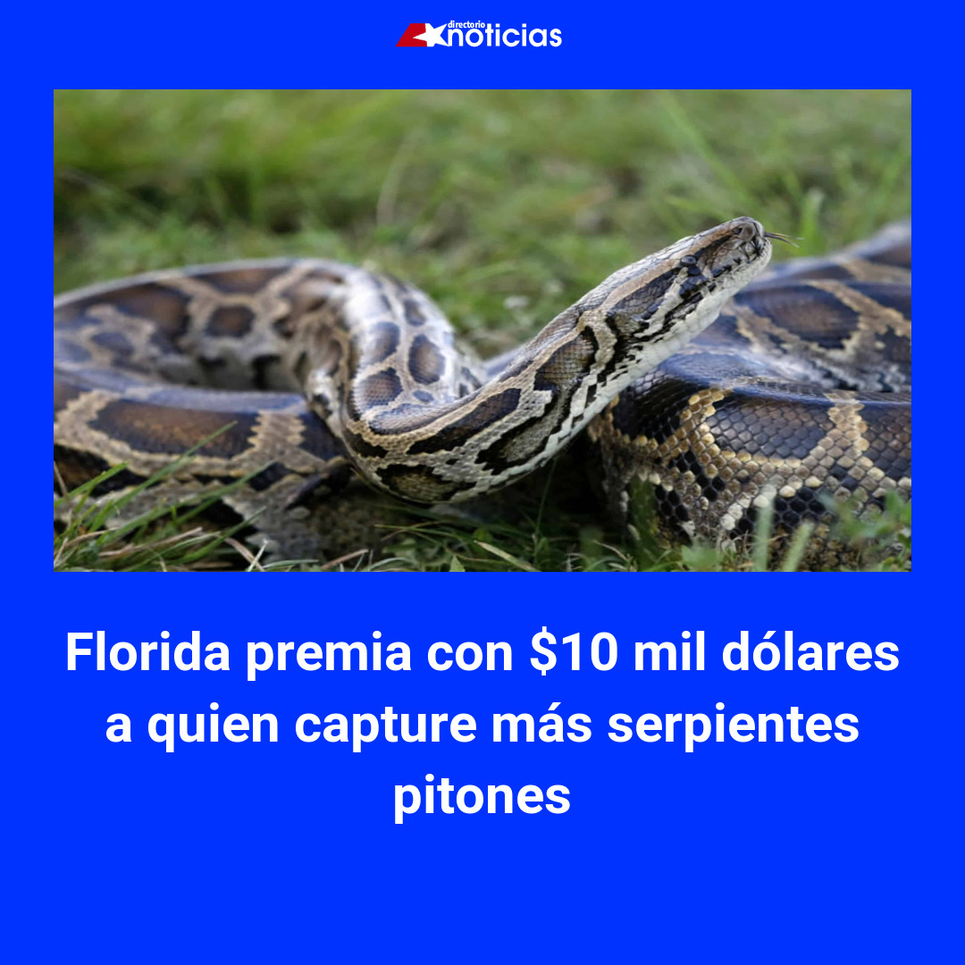 Florida awards $10 to anyone who captures the most pythons