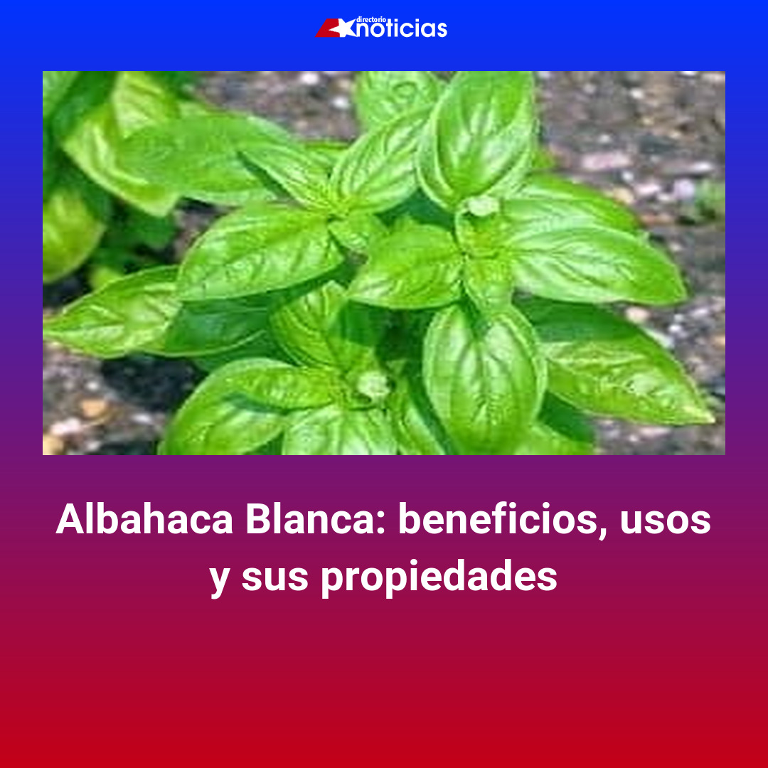 Albahaca Blanca: beneficios, usos y sus propiedades