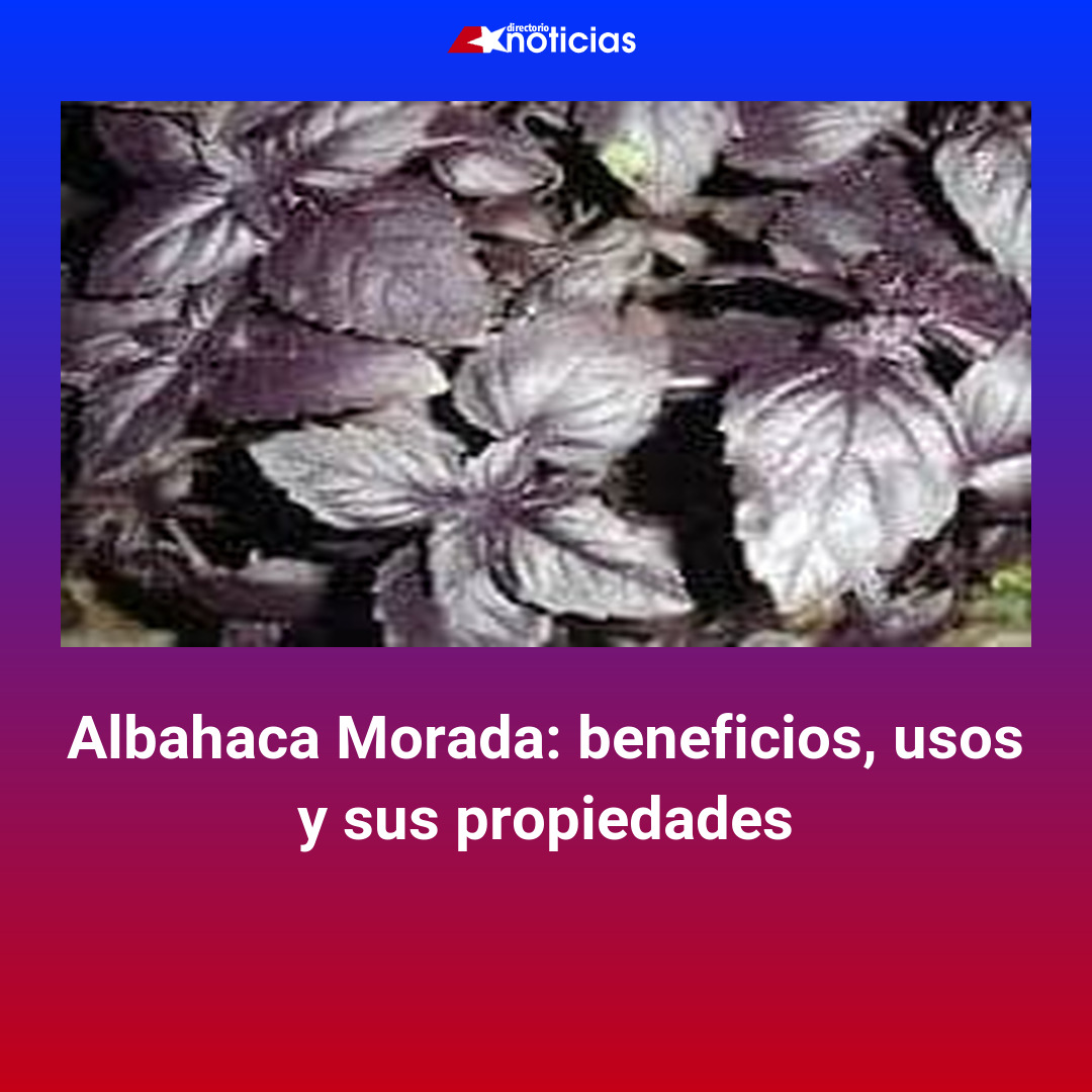 Albahaca Morada: beneficios, usos y sus propiedades