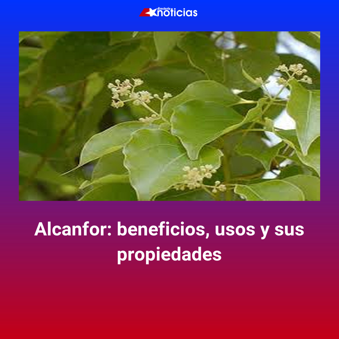 Alcanfor: beneficios, usos e propiedades