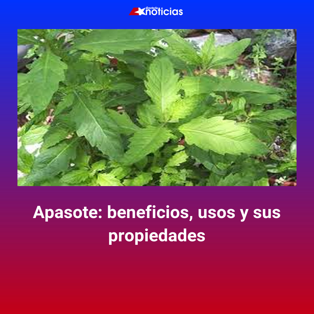 Apasote: beneficios, usos y sus propiedades
