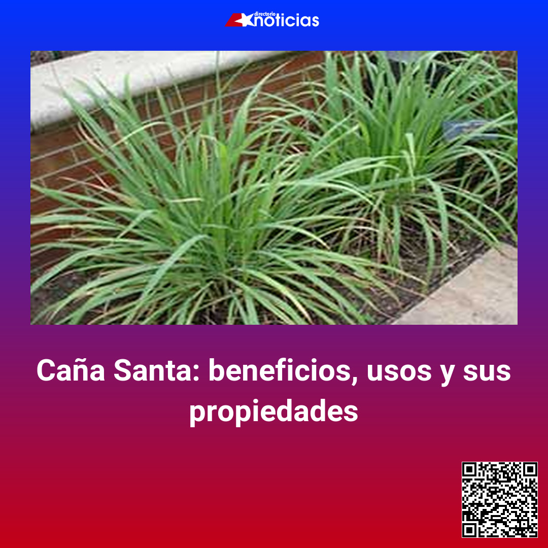 Caña Santa: beneficios, usos y sus propiedades