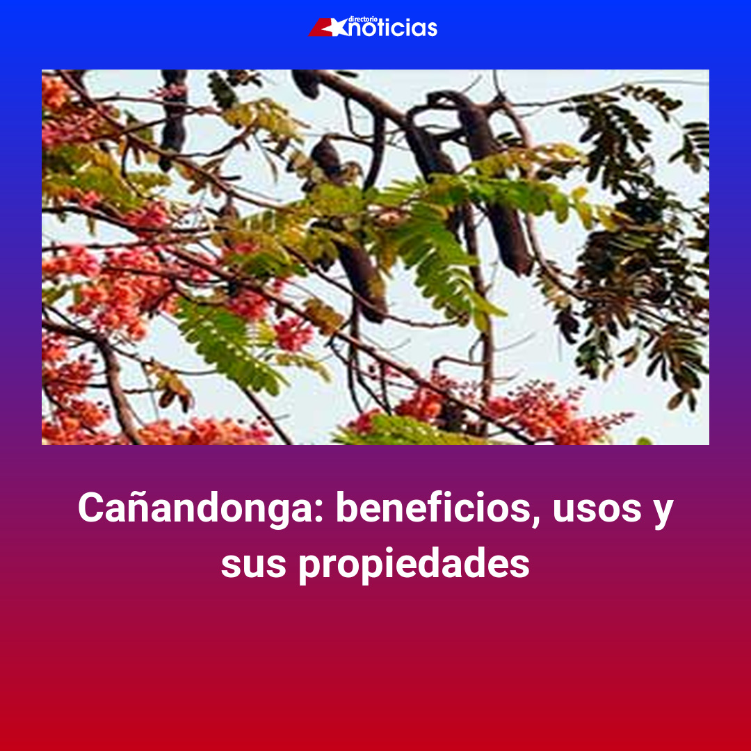 Cañandonga: beneficios, usos y sus propiedades