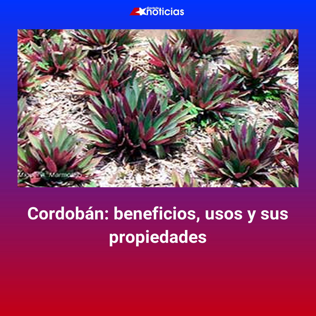 Cordobán: beneficios, usos y sus propiedades