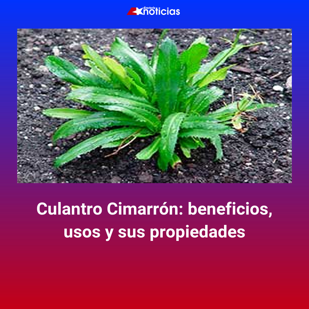 Culantro Cimarrón: beneficios, usos y sus propiedades