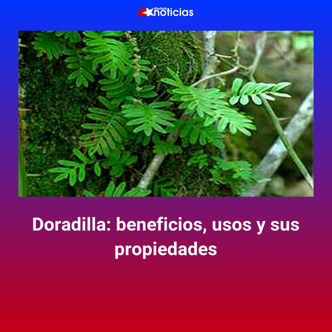 Doradilla: beneficios, usos y sus propiedades