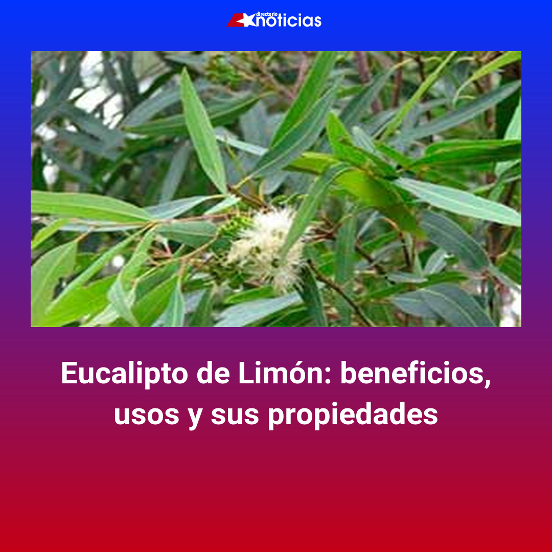 Eucalipto limone: benefici, usi e proprietà