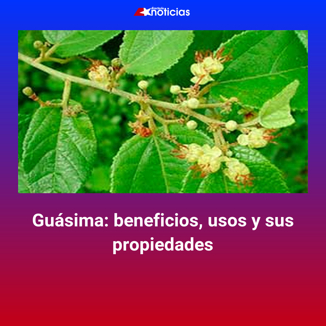 Guásima: beneficios, usos y sus propiedades