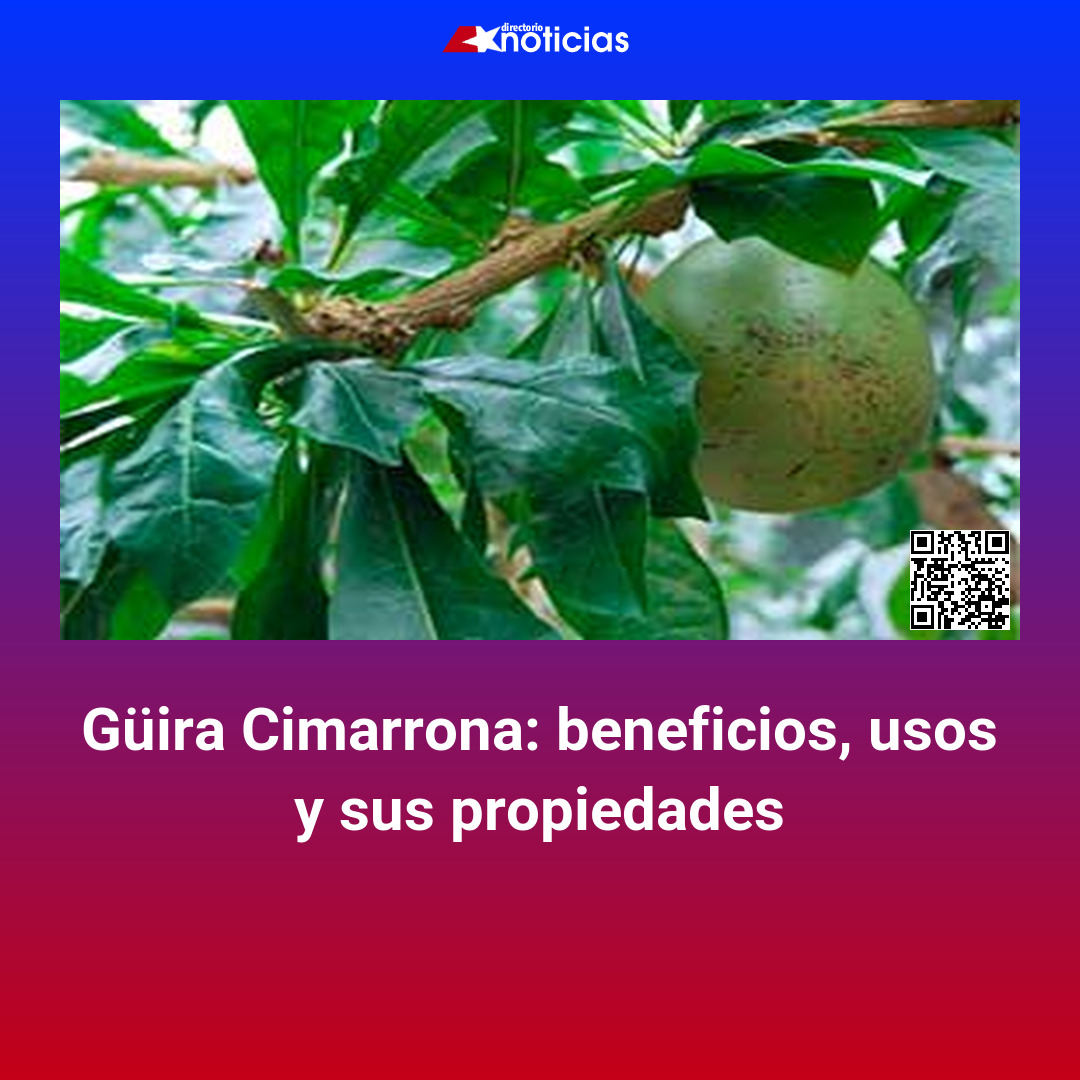 Güira Cimarrona: beneficios, usos y sus propiedades