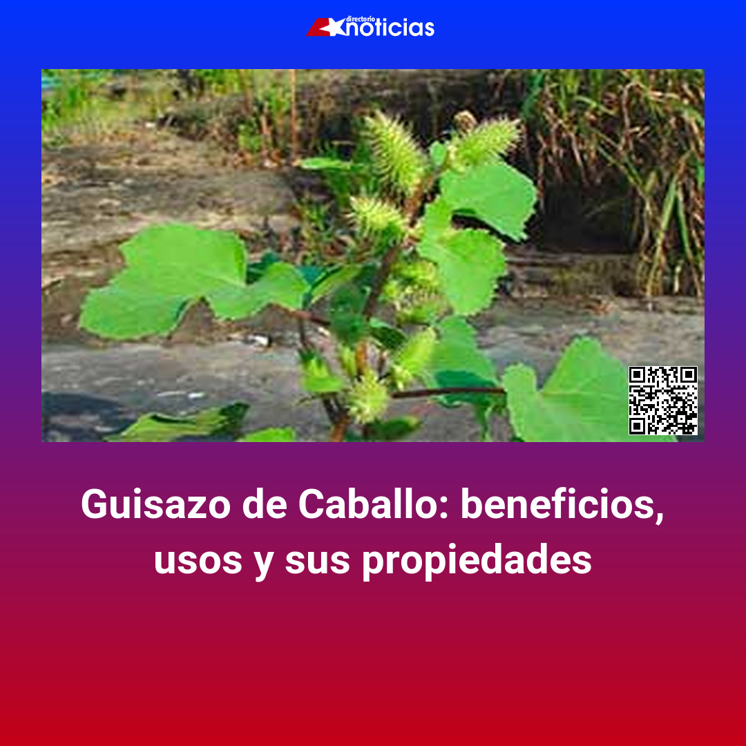 Guisazo de Caballo: beneficios, usos y sus propiedades