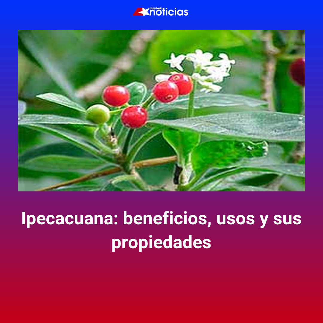 Ipecacuana: beneficios, usos y sus propiedades