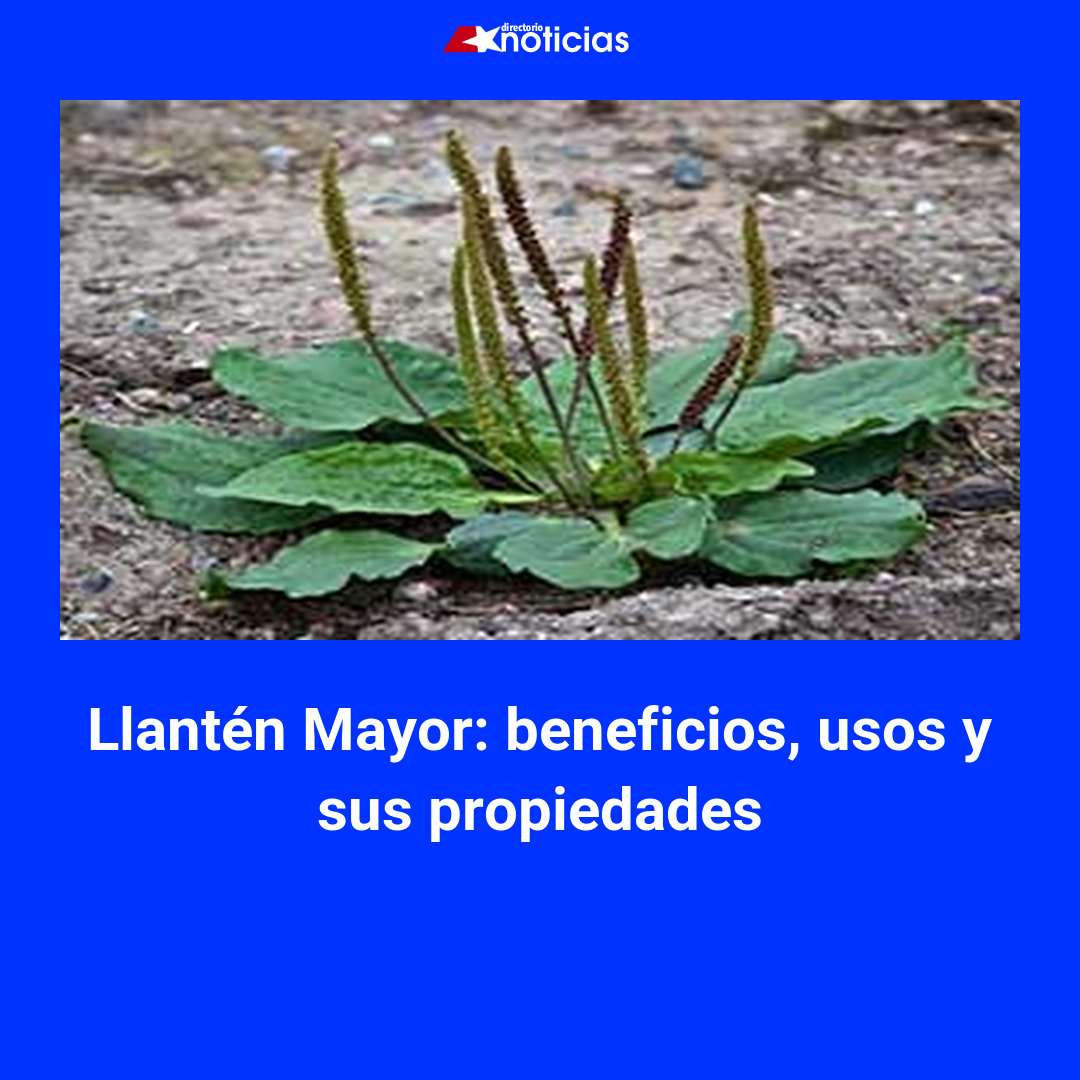 Llantén Mayor: beneficios, usos y sus propiedades