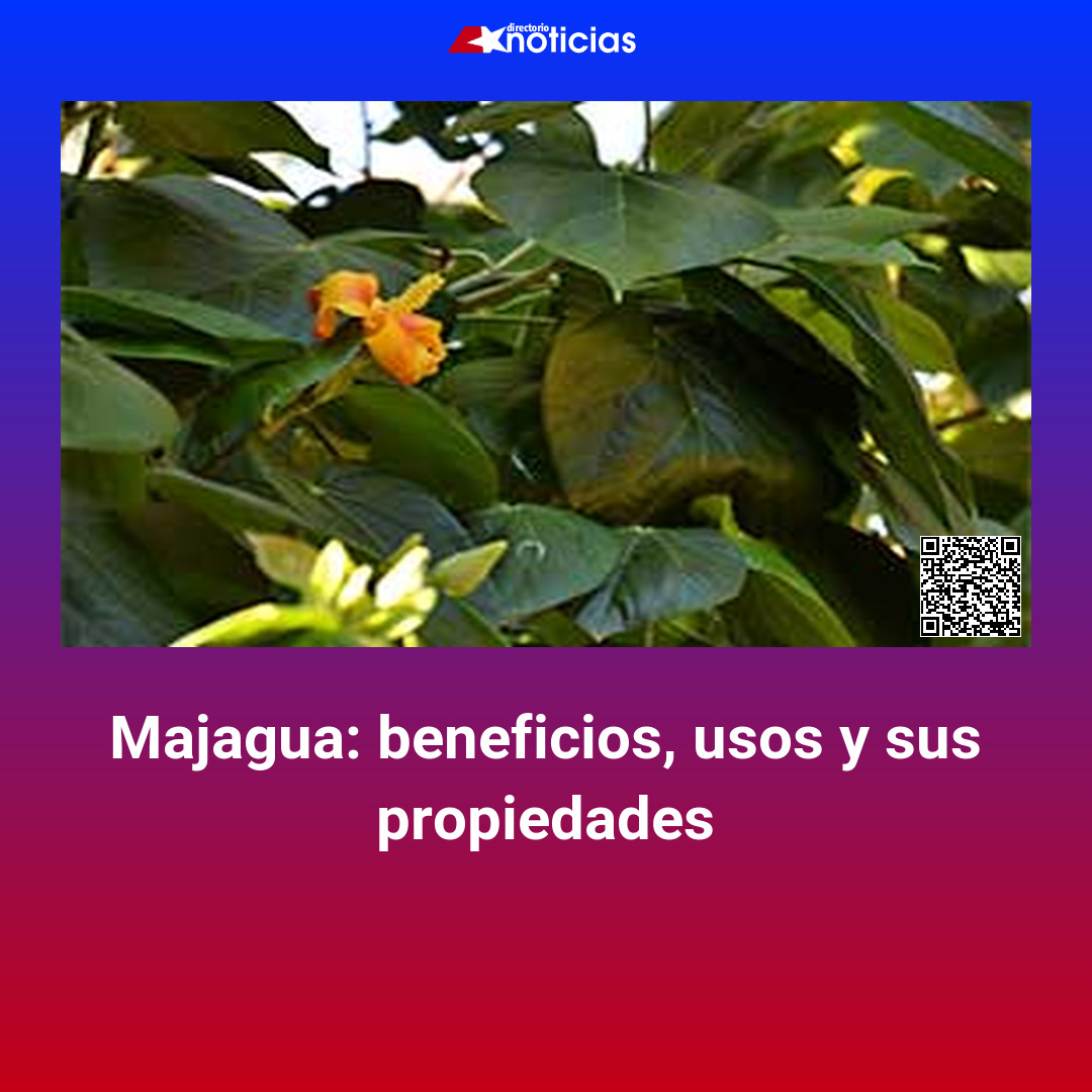 Majagua: beneficios, usos y sus propiedades