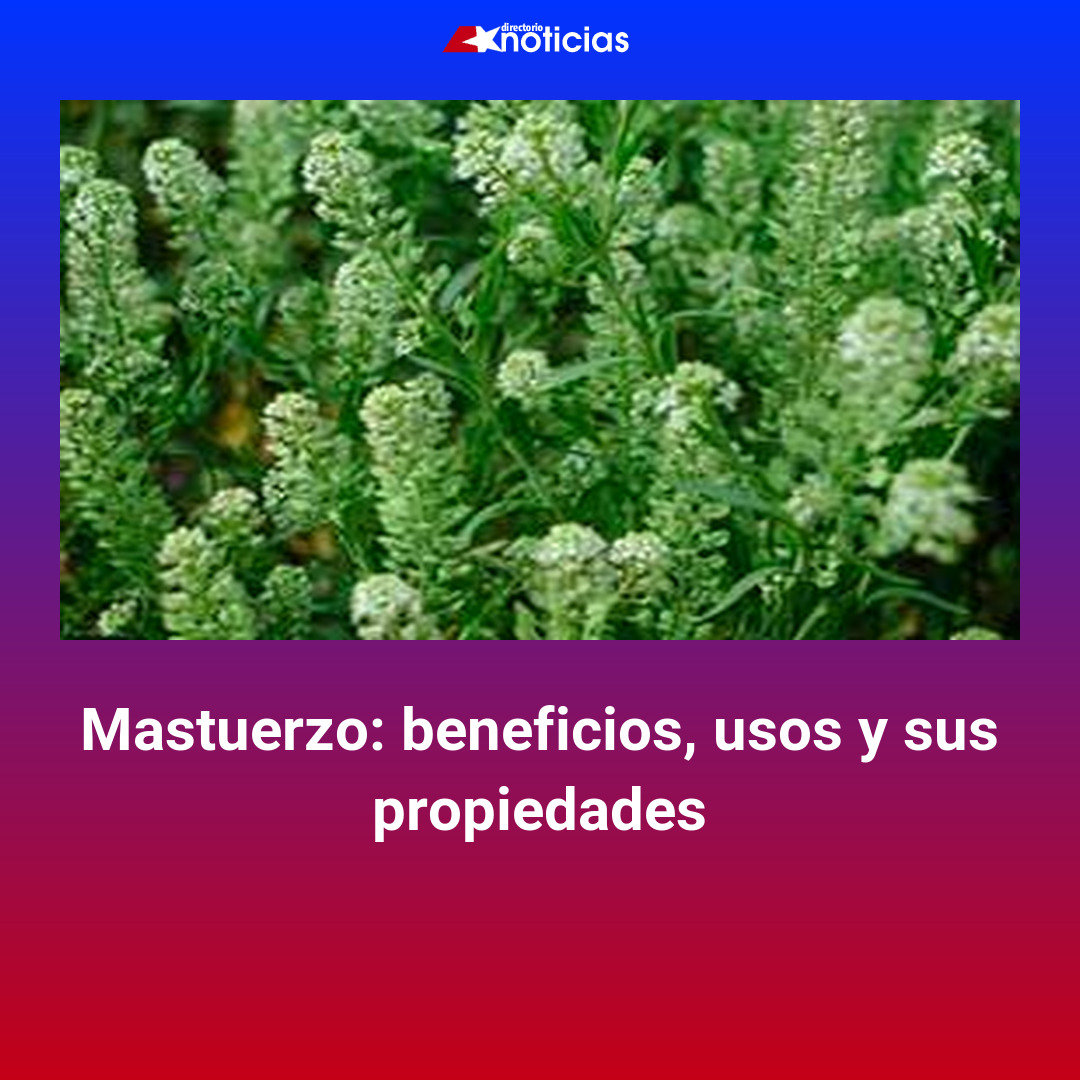 Mastuerzo: beneficios, usos y sus propiedades