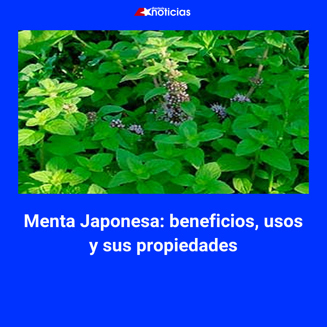 Menta giapponese: benefici, usi e proprietà