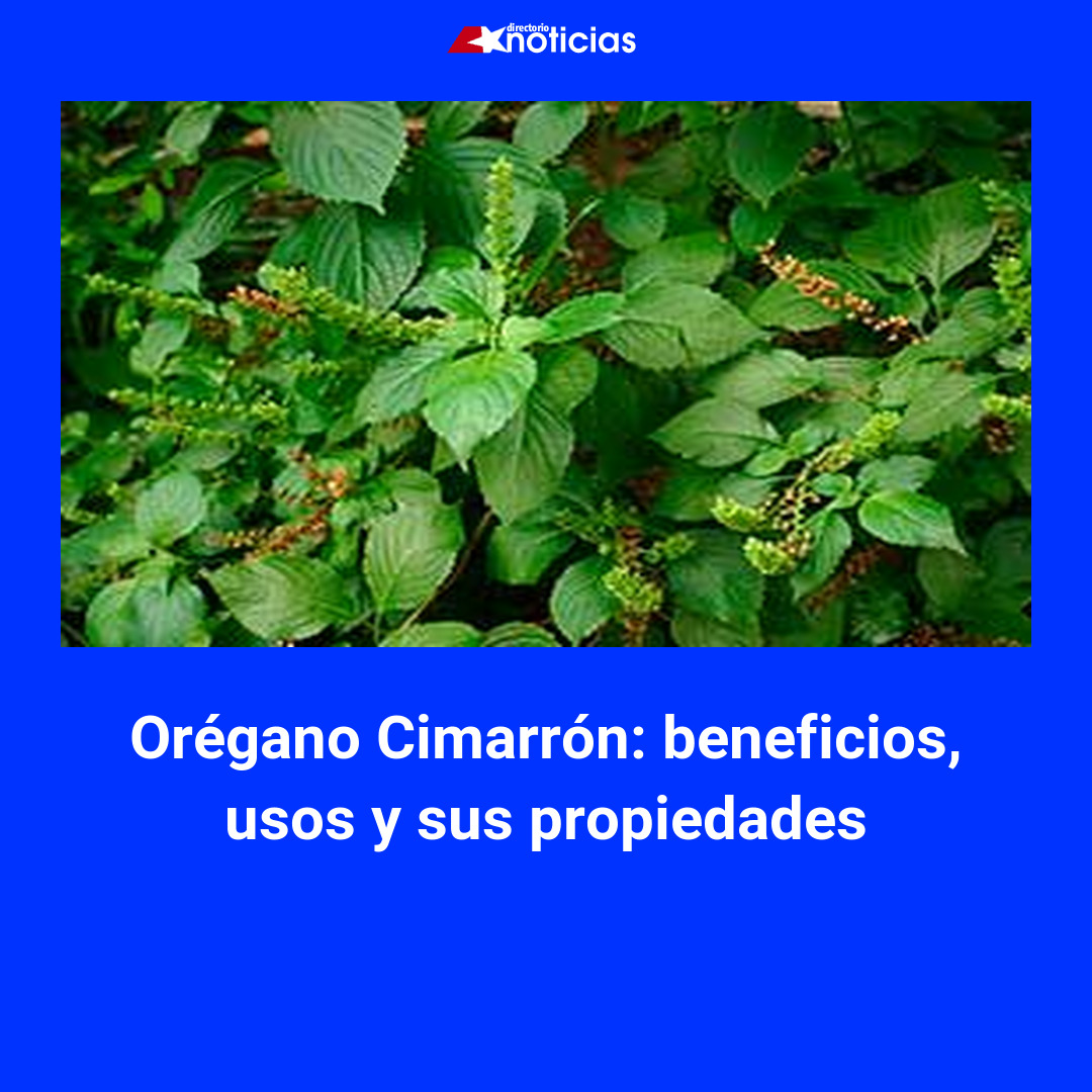 Origano Cimarrón: benefici, usi e sue proprietà