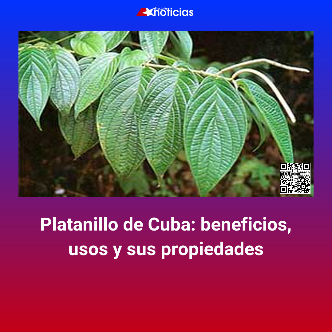 Platanillo de Cuba: beneficios, usos y sus propiedades
