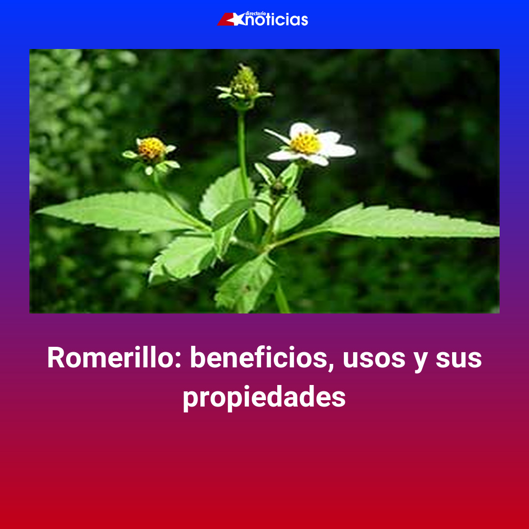 Romerillo: beneficios, usos y sus propiedades
