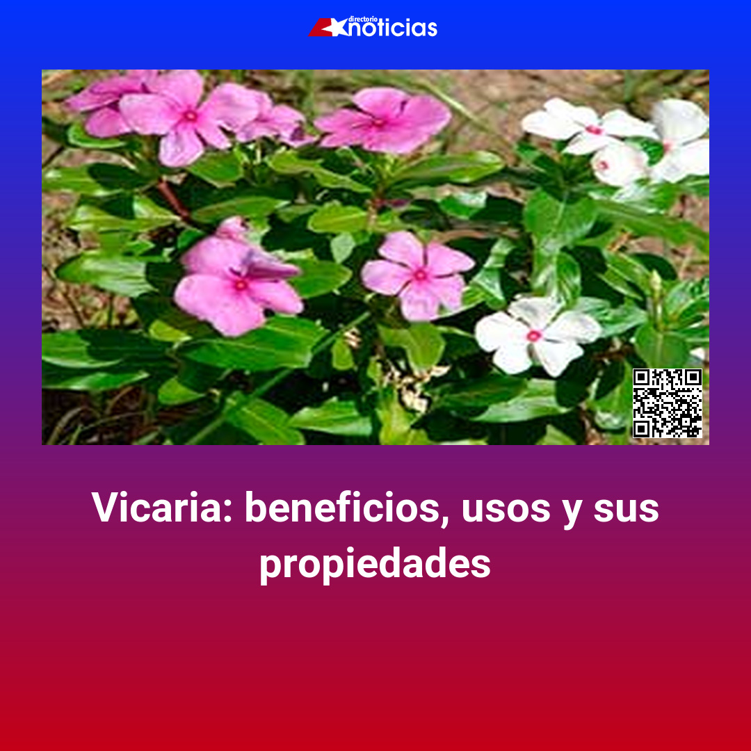 Vicaria: beneficios, usos y sus propiedades